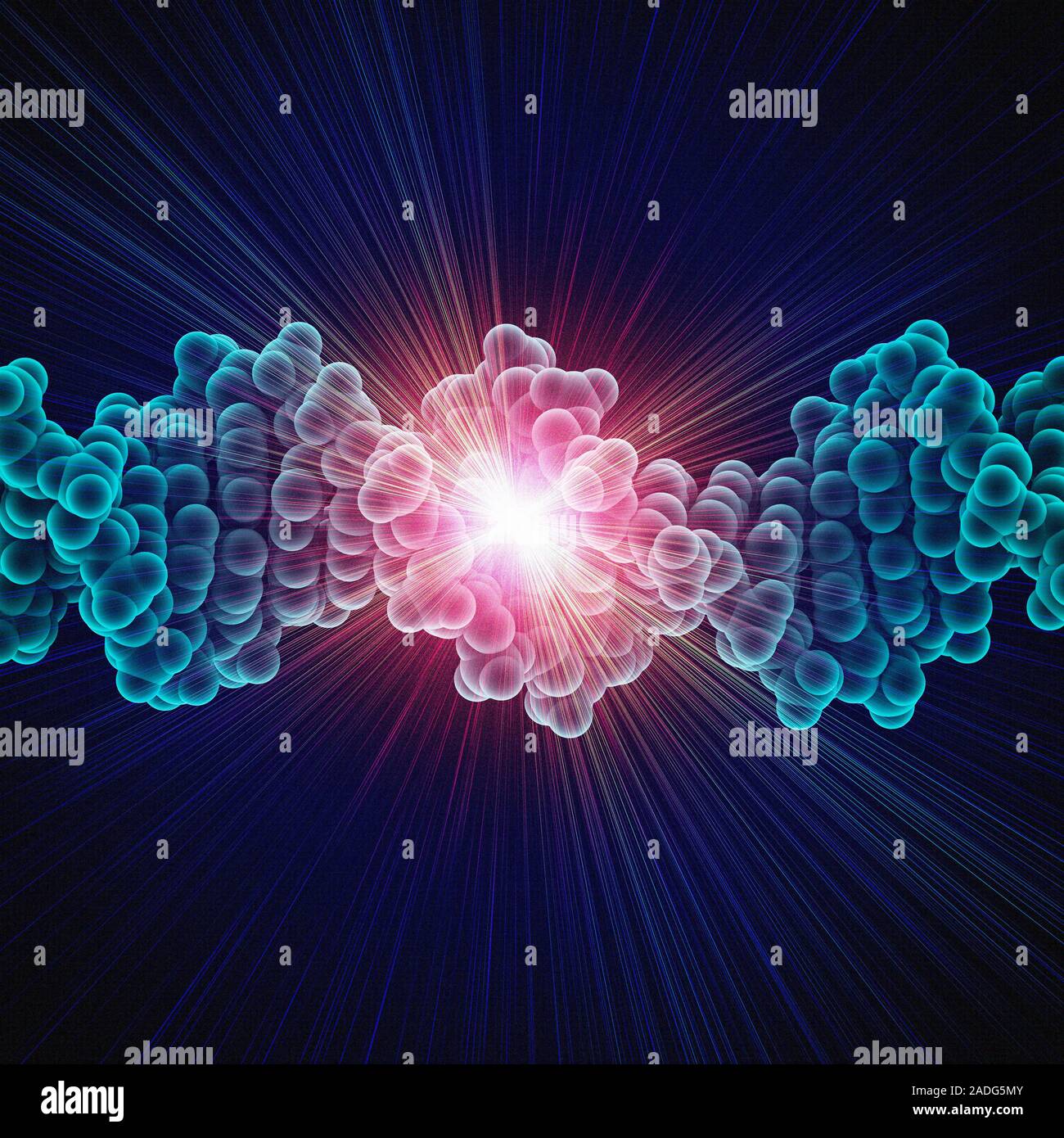 DNA molecule. Molecular model of deoxyribonucleic acid (DNA) and a ...