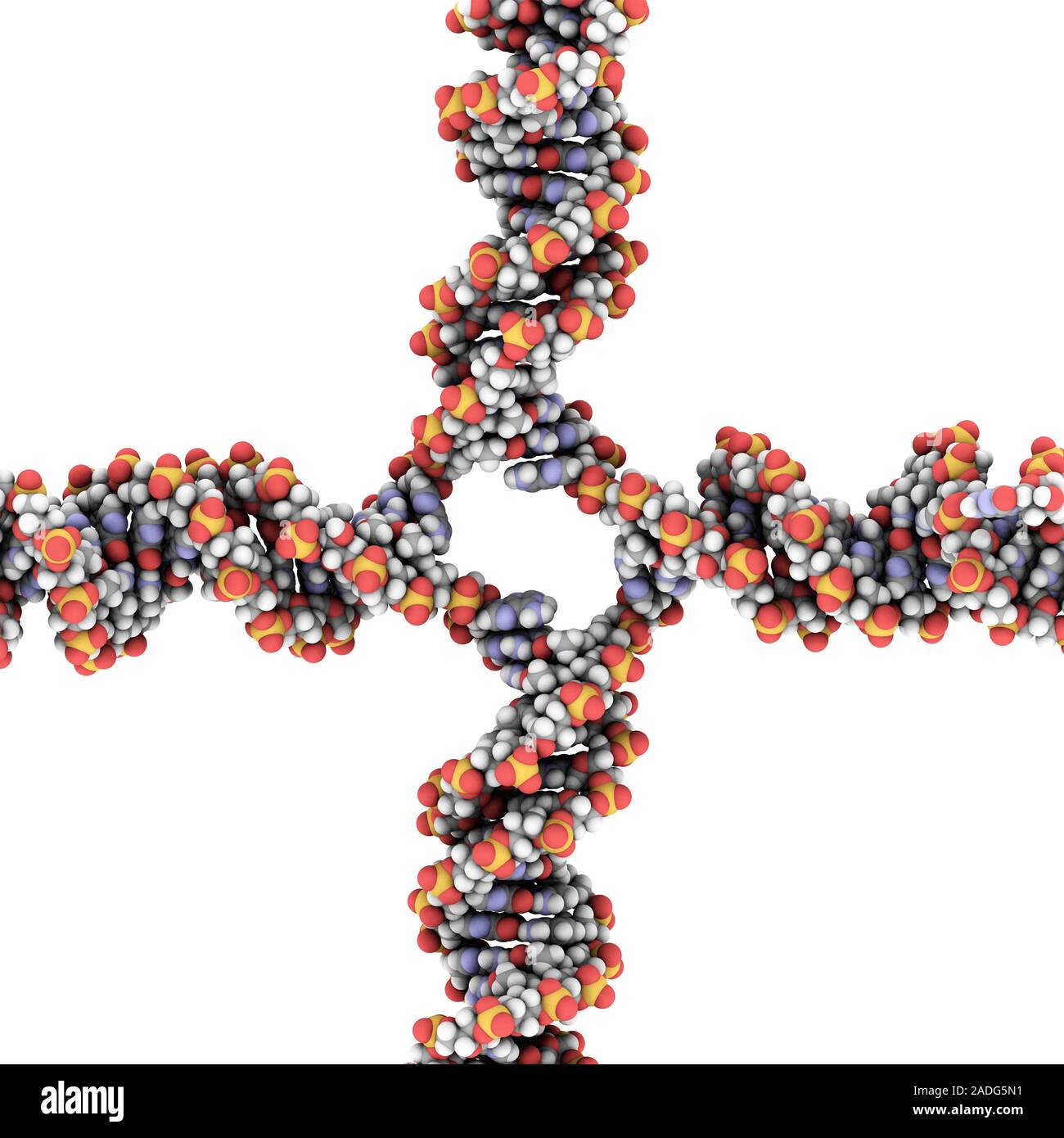 DNA Holliday junction. Molecular model of a Holliday junction (centre ...