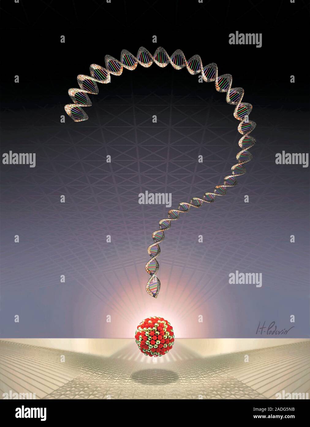 DNA. Computer artwork of a DNA (deoxyribonucleic acid) molecule forming ...