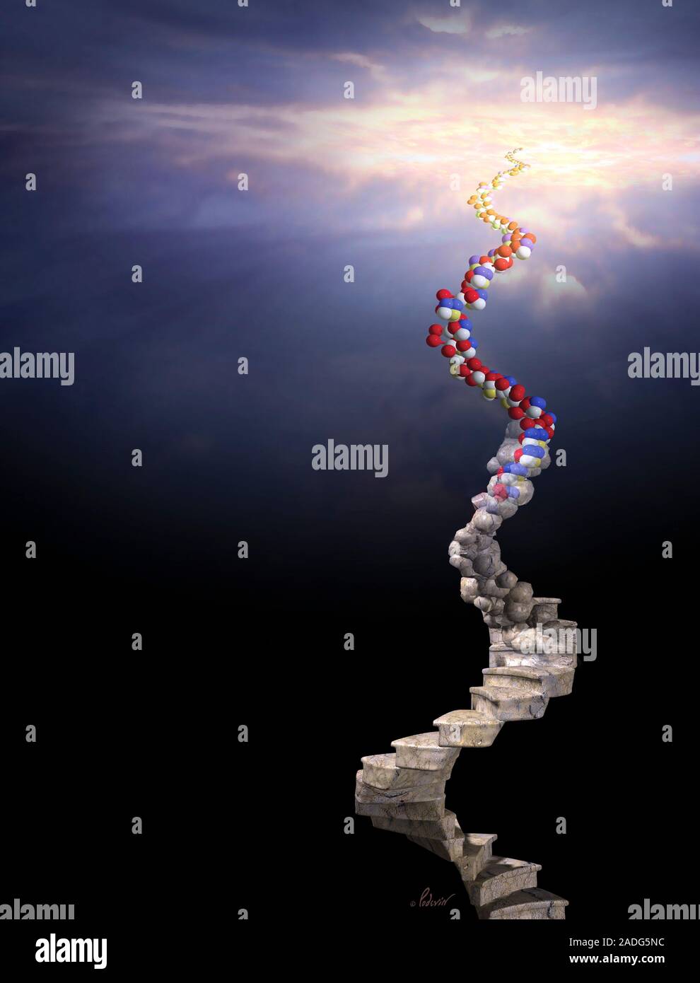 RNA. Conceptual computer artwork of RNA (ribonucleic acid), showing the ...