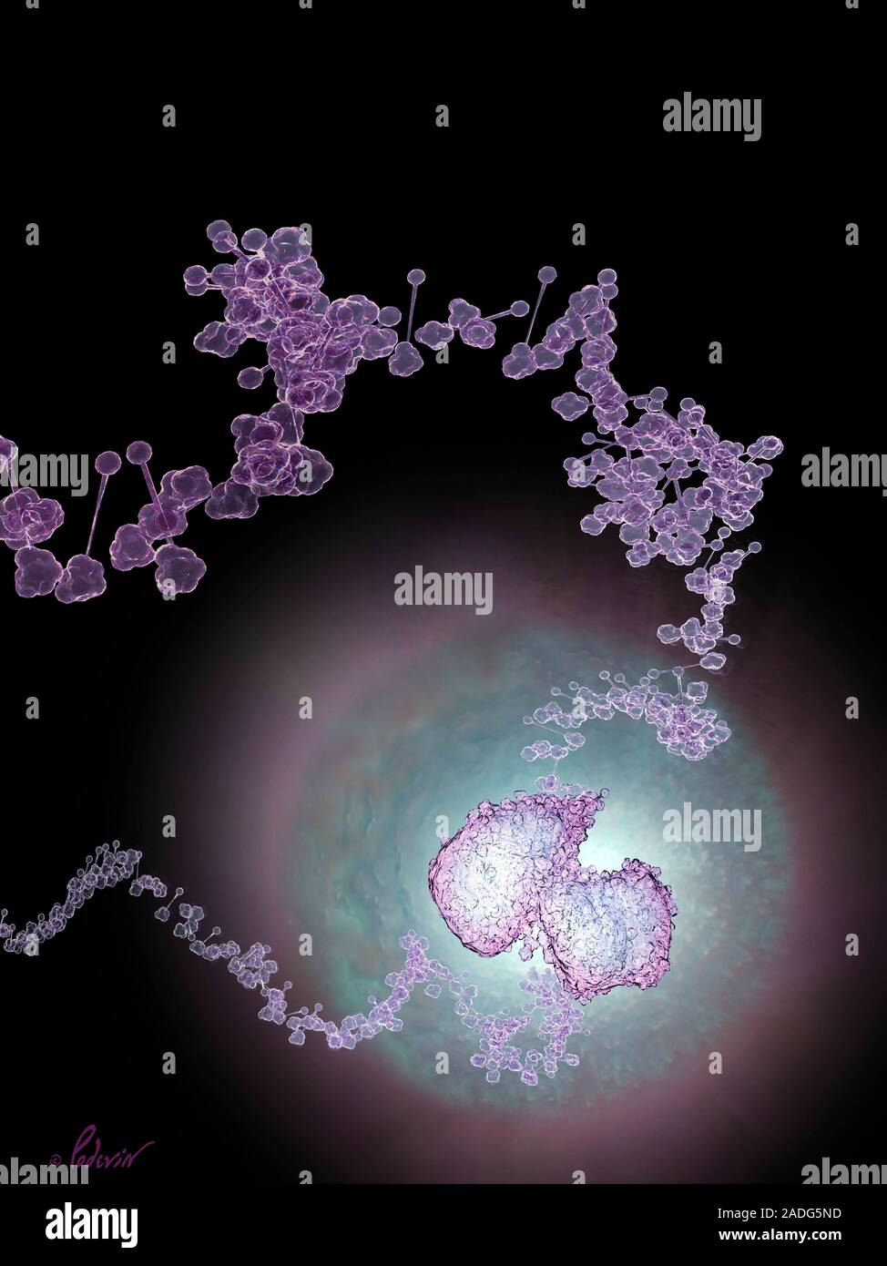 Ribosomes and mRNA. Computer artwork of messenger ribonucleic acid ...