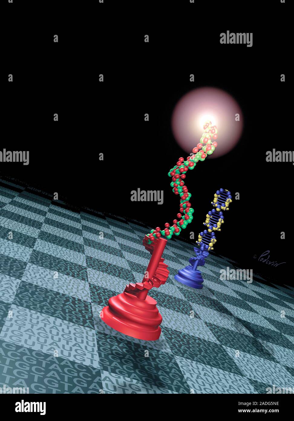 RNA and DNA. Conceptual computer artwork of RNA (ribonucleic acid) and ...