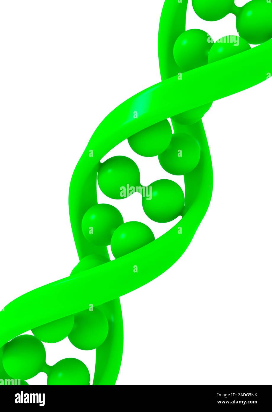 DNA molecule. Computer artwork of a molecule of DNA (deoxyribonucleic ...