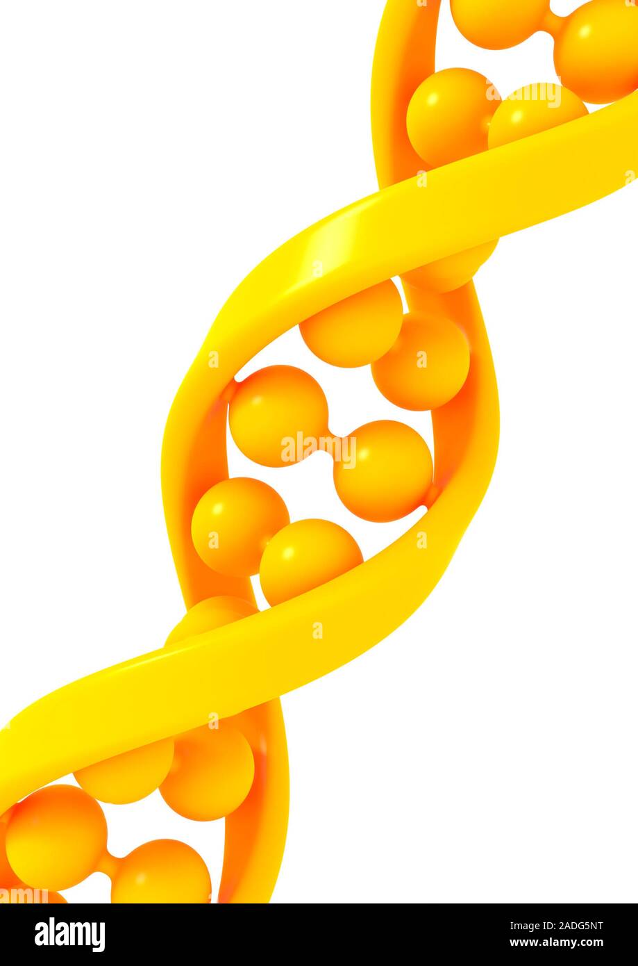 DNA molecule. Computer artwork of a molecule of DNA (deoxyribonucleic ...