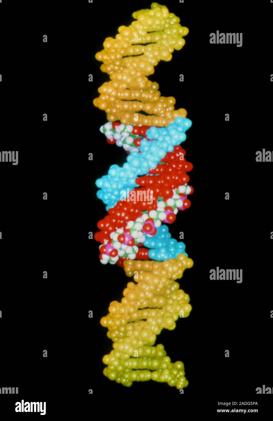 Antisense DNA research. Molecular graphic of an antisense" molecule ...