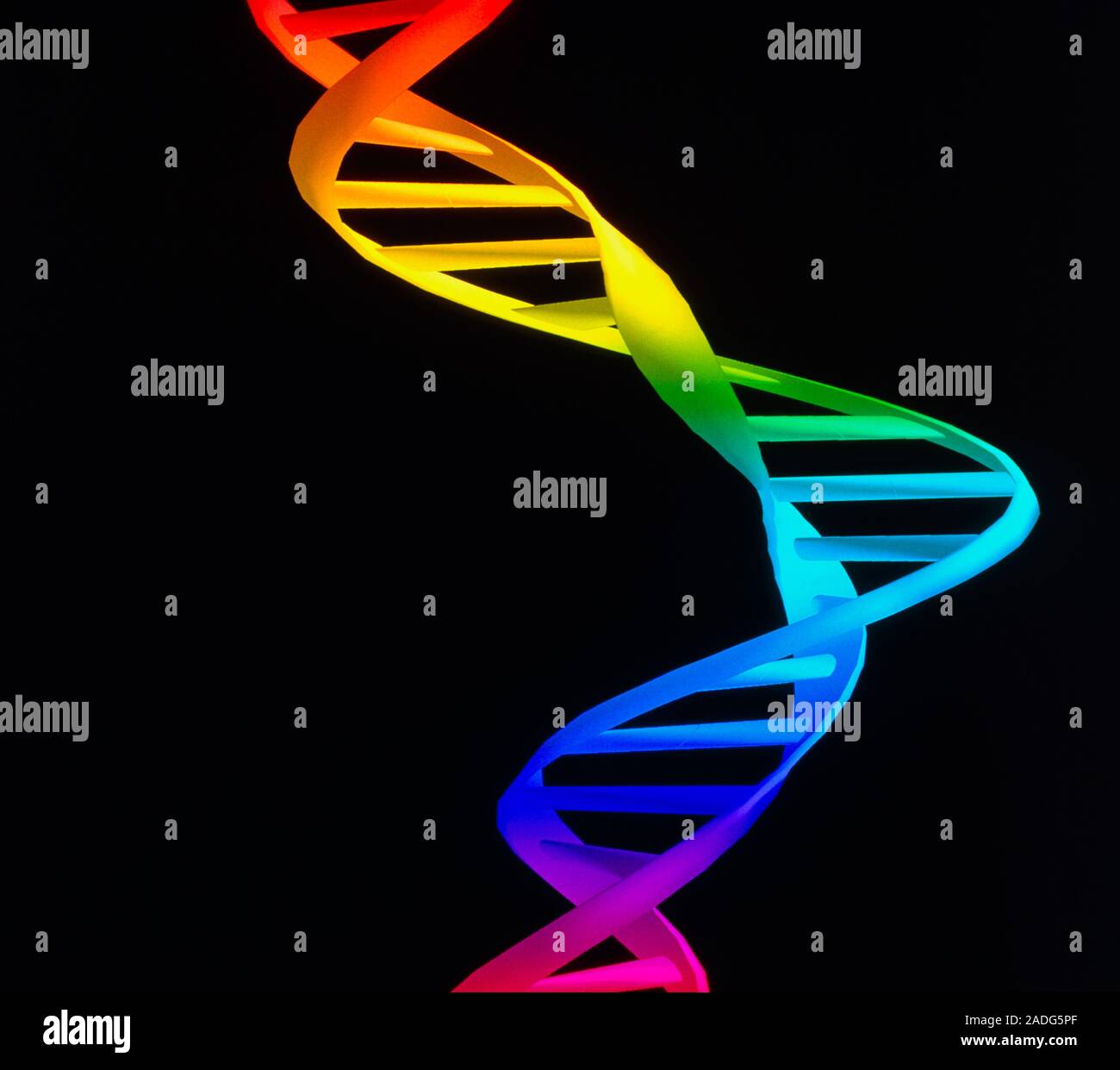 Deformed DNA molecule. Computer-generated model of a segment of the ...