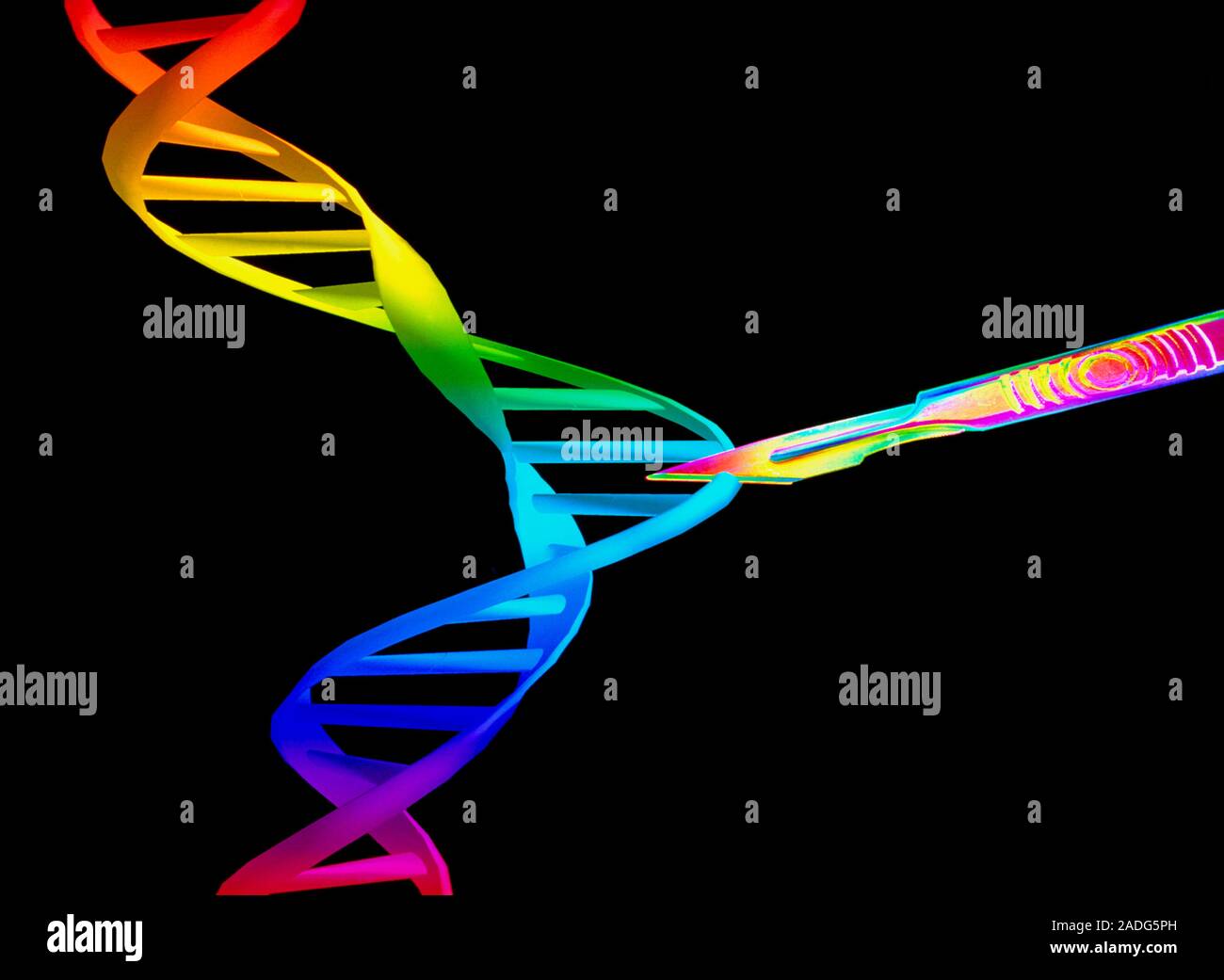 DNA manipulation. Computer artwork showing a segment of the molecule ...