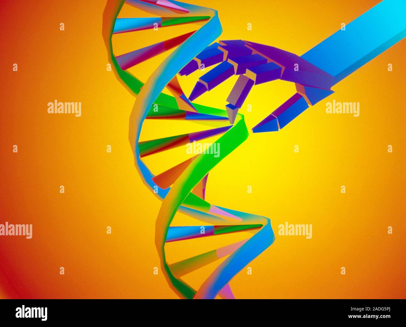 DNA manipulation. Computer artwork showing a segment of the molecule ...
