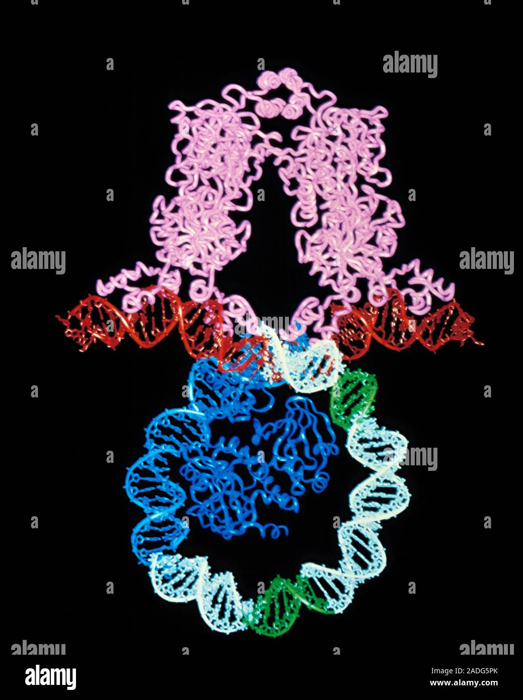 LAC repressor binding to DNA. Computer graphic of a lac repressor ...