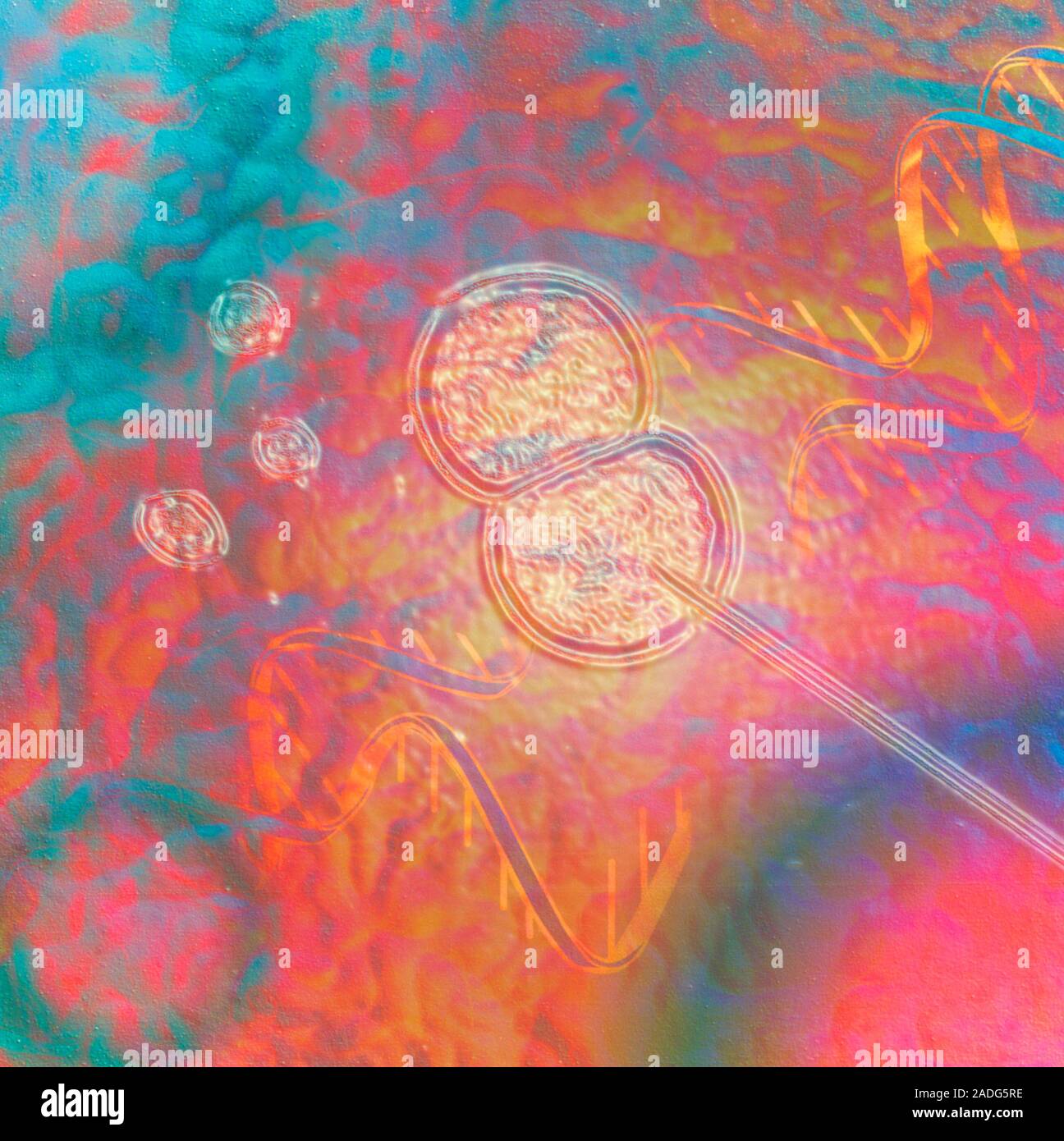 DNA manipulation. Computer artwork of a needle being inserted into a ...