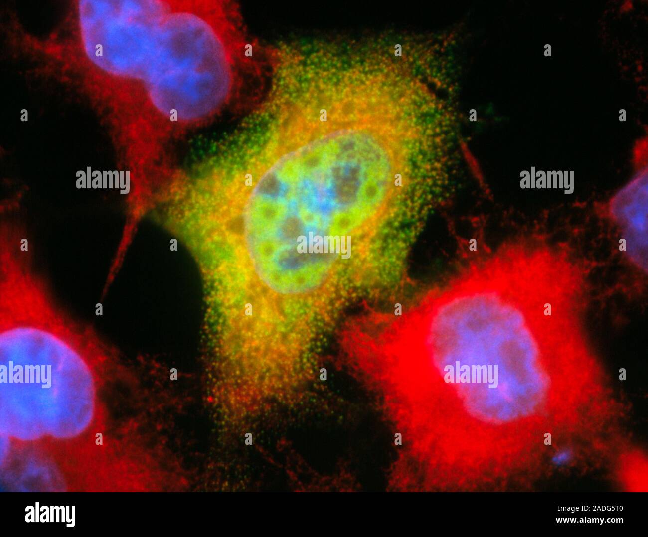 Recombinant kidney cell. Immunofluorescent light micrograph of a ...