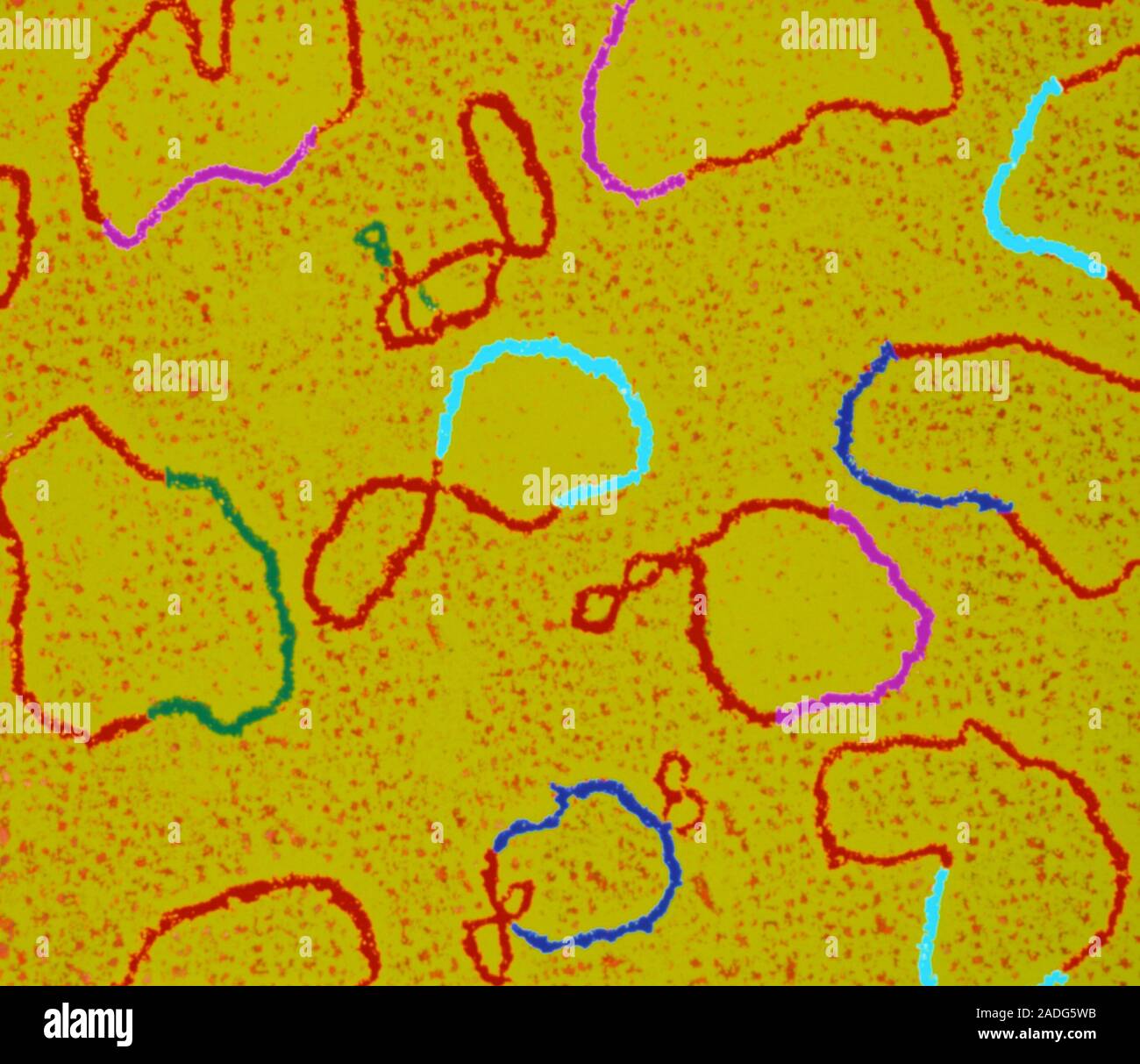 Gene splicing. Coloured transmission electron micrograph of genetically ...