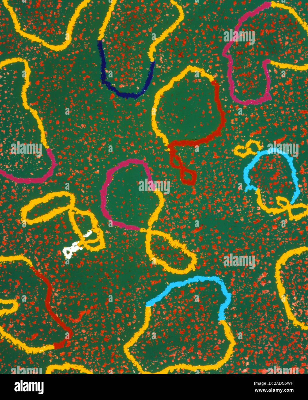 Gene splicing. Coloured transmission electron micrograph of genetically ...