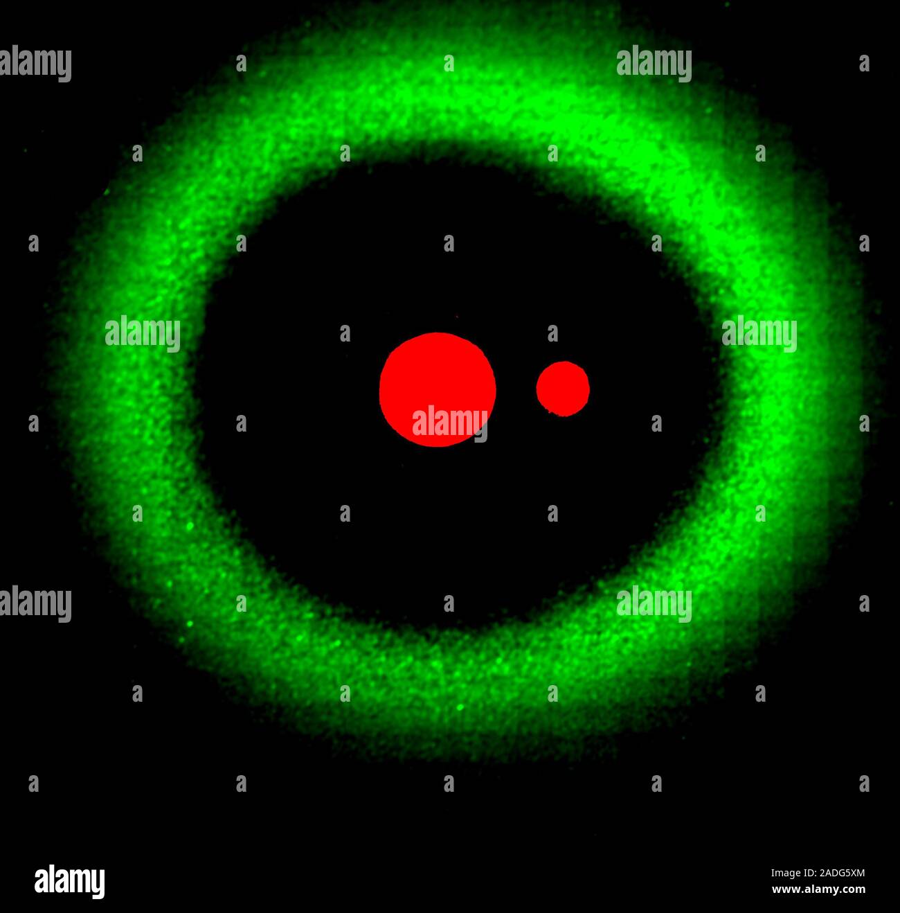 Genetically engineered bacteria. Petri dish containing genetically ...