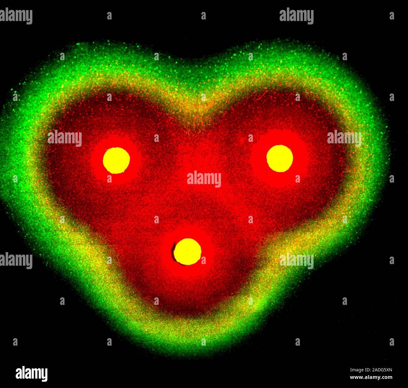 Genetically engineered bacteria. Petri dish containing genetically ...