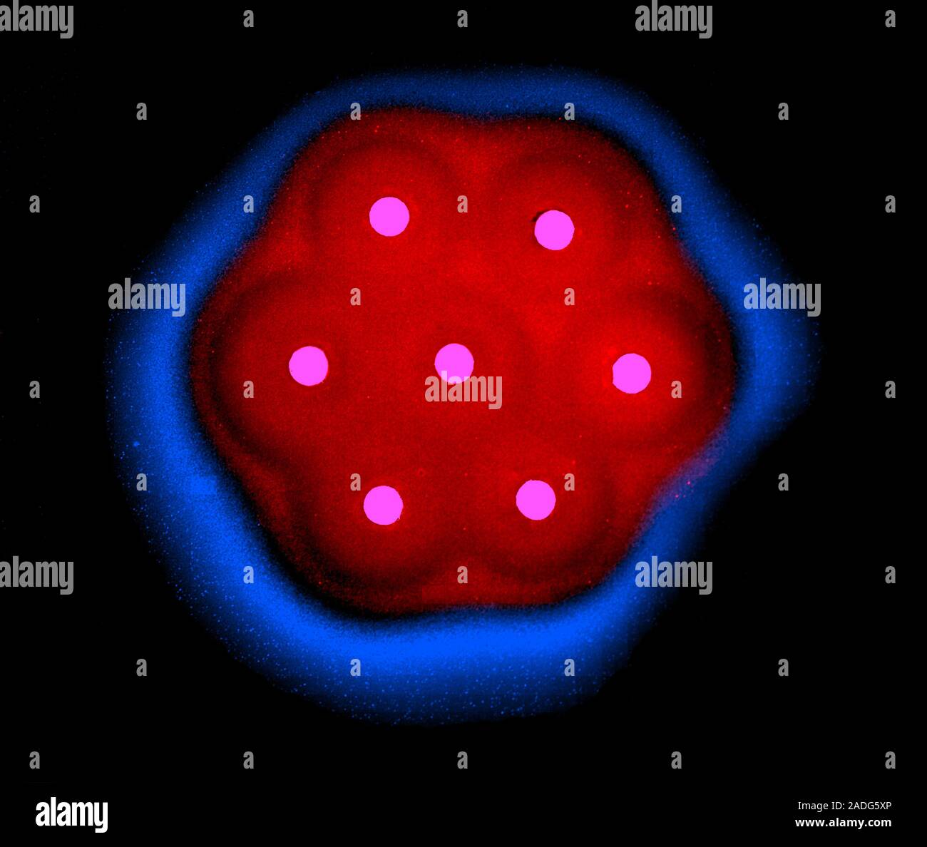Genetically engineered bacteria. Petri dish containing genetically ...