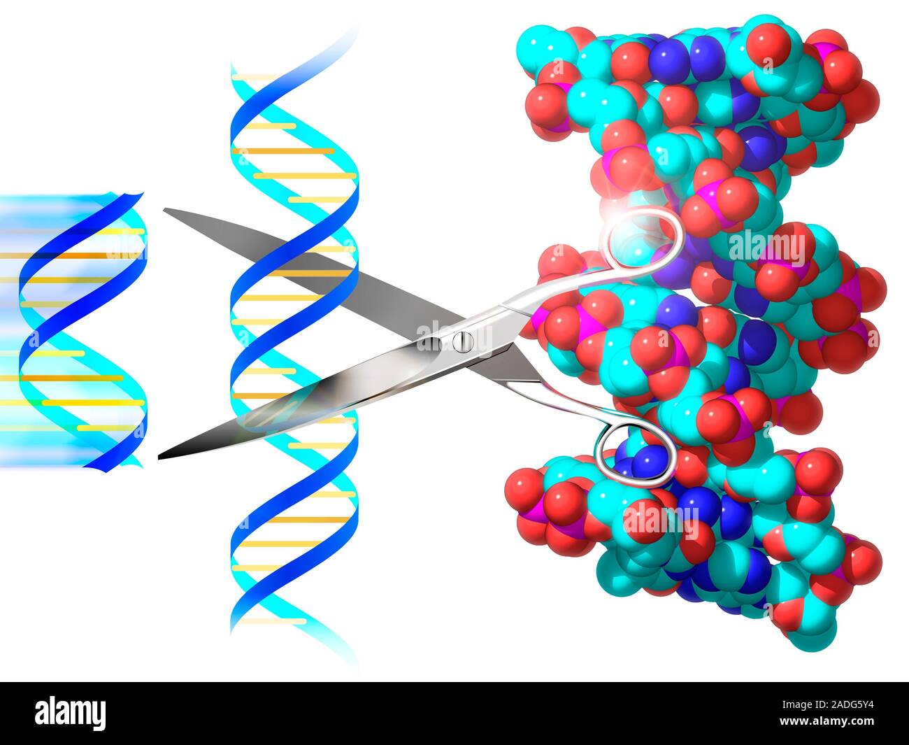 Genetic engineering. Computer artwork showing a DNA (deoxyribonucleic ...