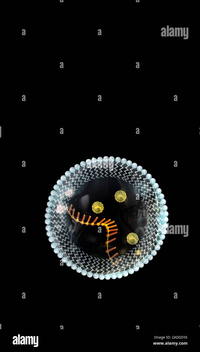 Newly formed protocell. Image 2 of 5. Artwork showing cellular ...