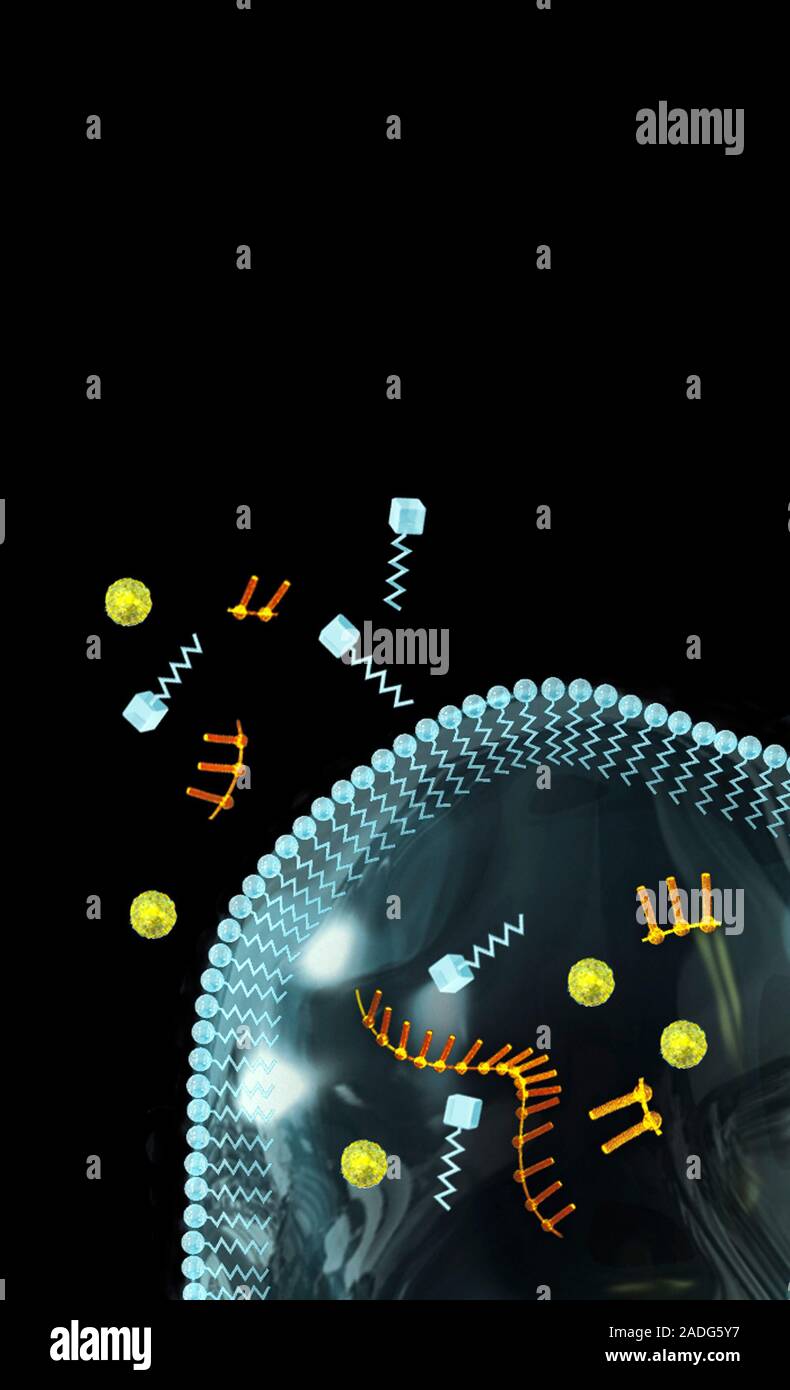 Evolving protocell. Image 3 of 5. Artwork showing a protocell ...