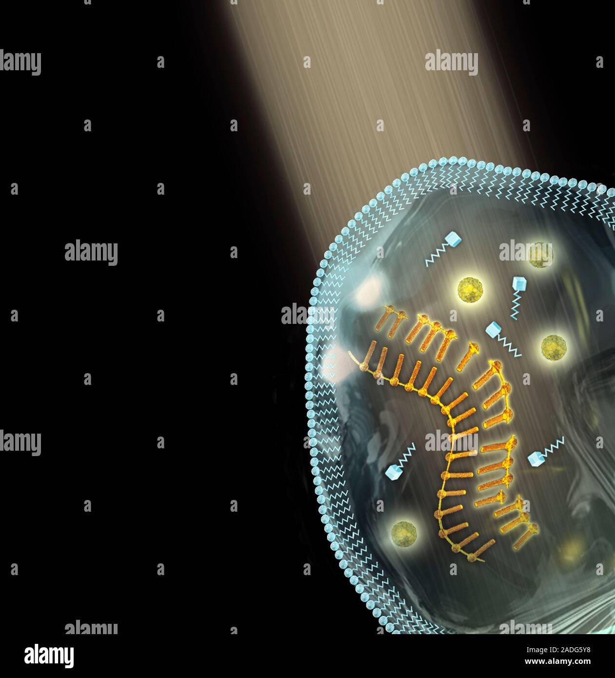 Energised protocell. Image 4 of 5. Artwork showing light photons ...