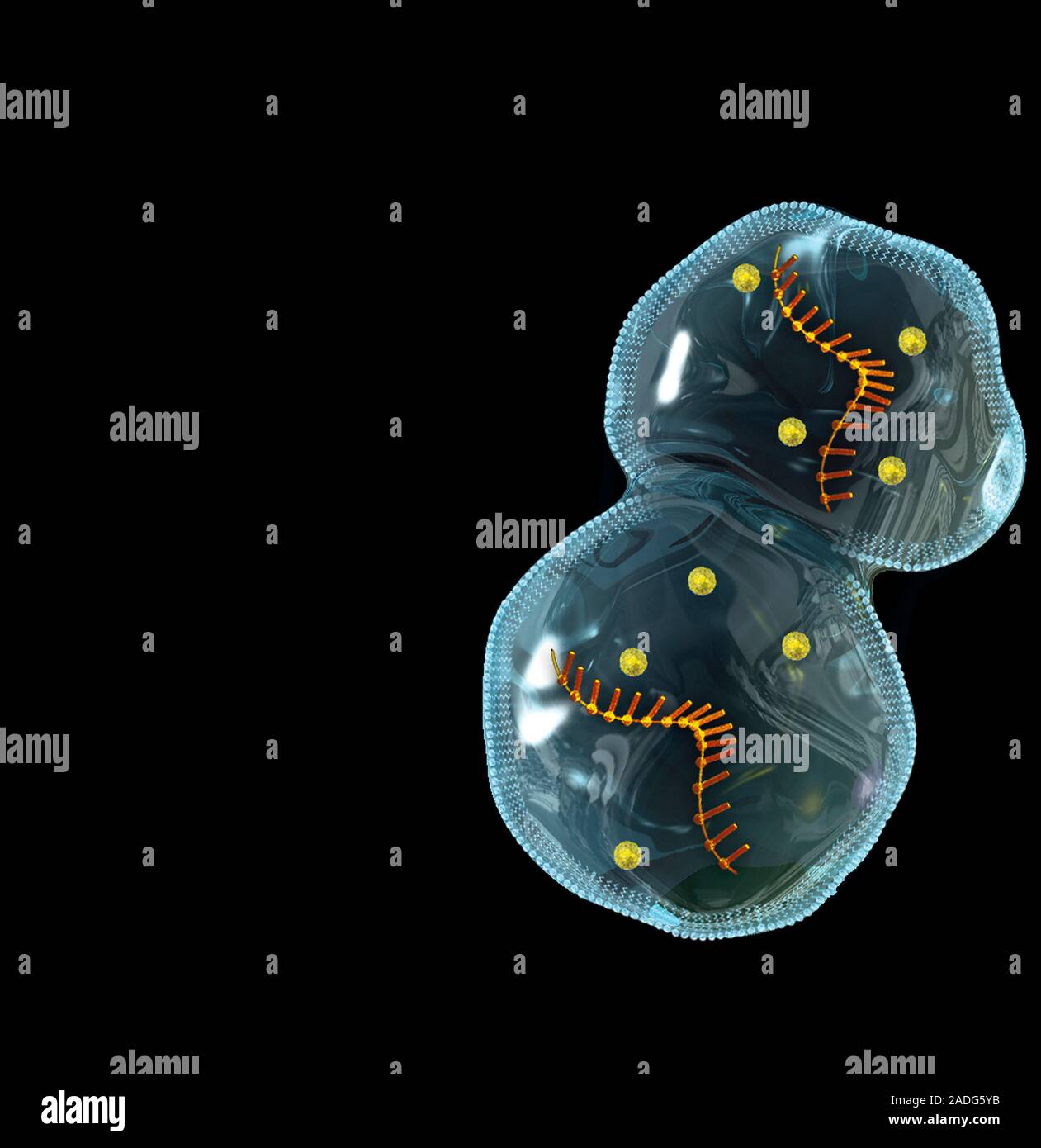 Protocell proliferation. Image 5 of 5. Artwork showing a protocell ...