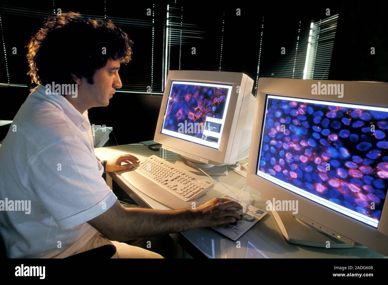 Gene therapy research. Researcher using confocal light microscopy to ...