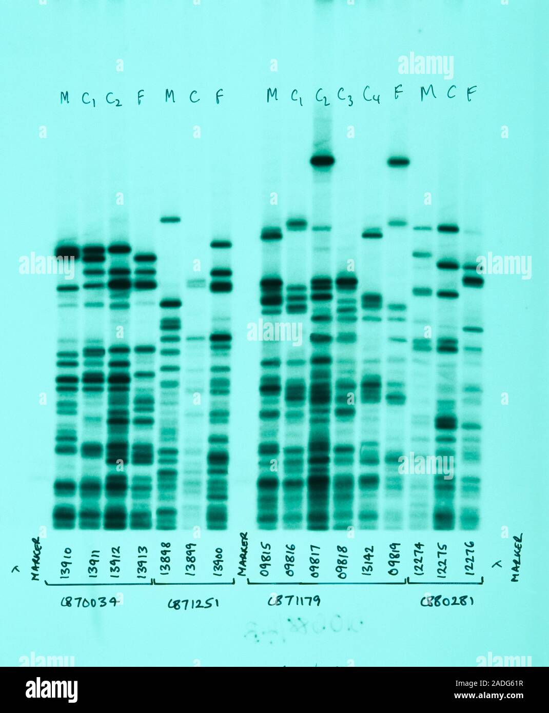 DNA fingerprinting used to analyse family relationships. The photo ...