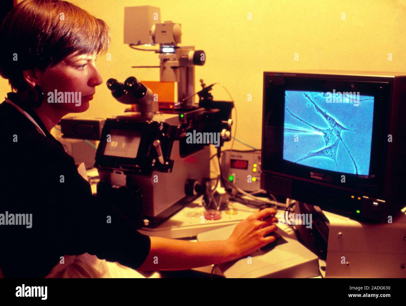 Gene therapy. Scientist performing DNA micro- injection technique ...