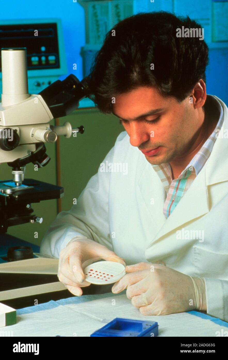 Model released. DNA research. Researcher preparing a genetic probe, a ...