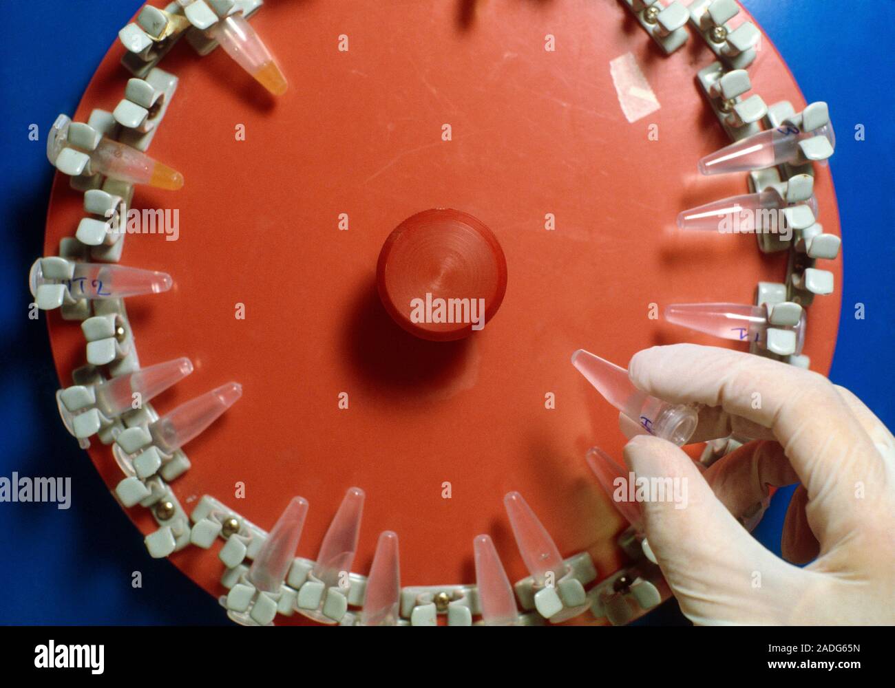 Sample tubes in DNA research. A gloved hand places a sample tube onto a ...