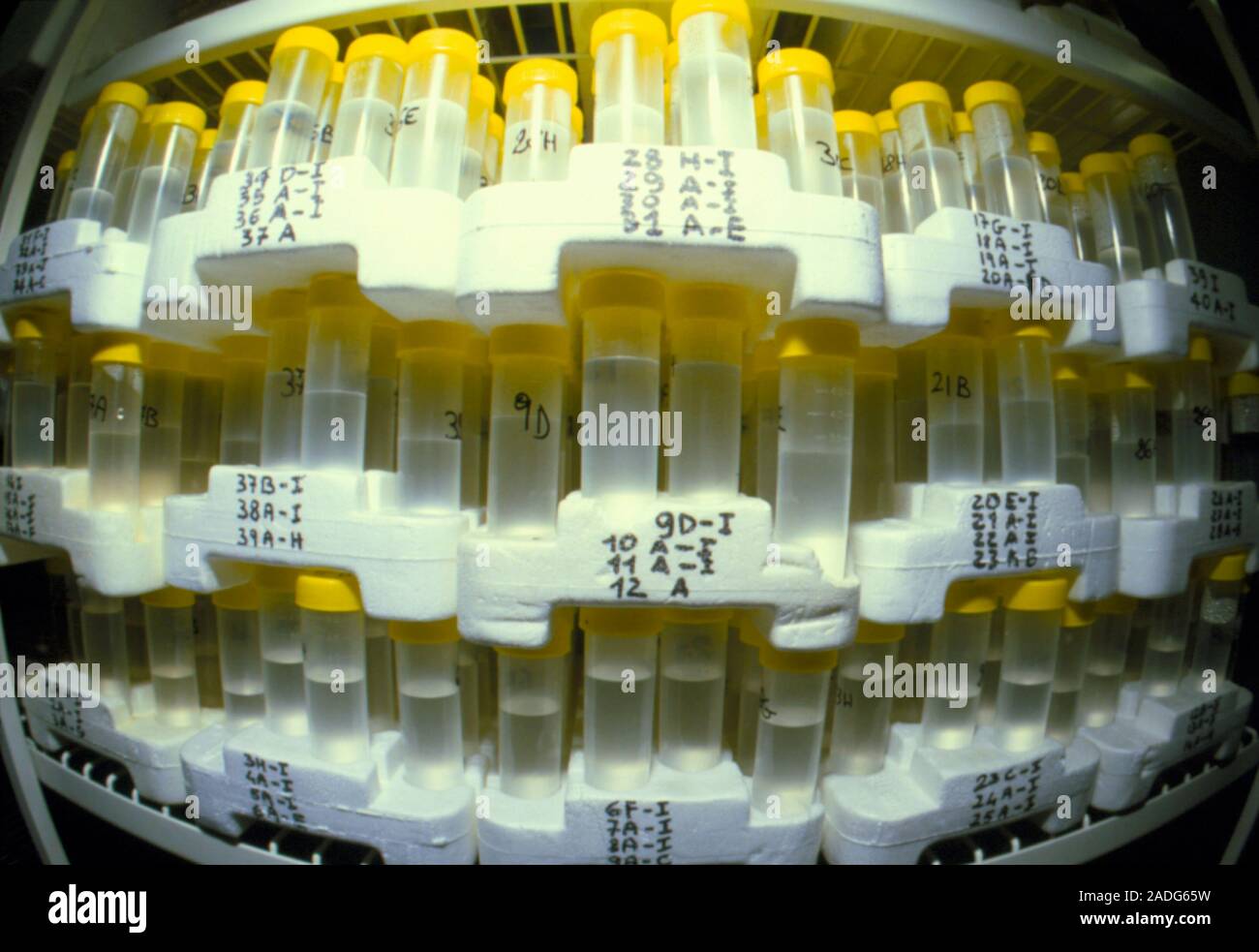 Human gene bank. Test tubes containing the entire human genome found in ...