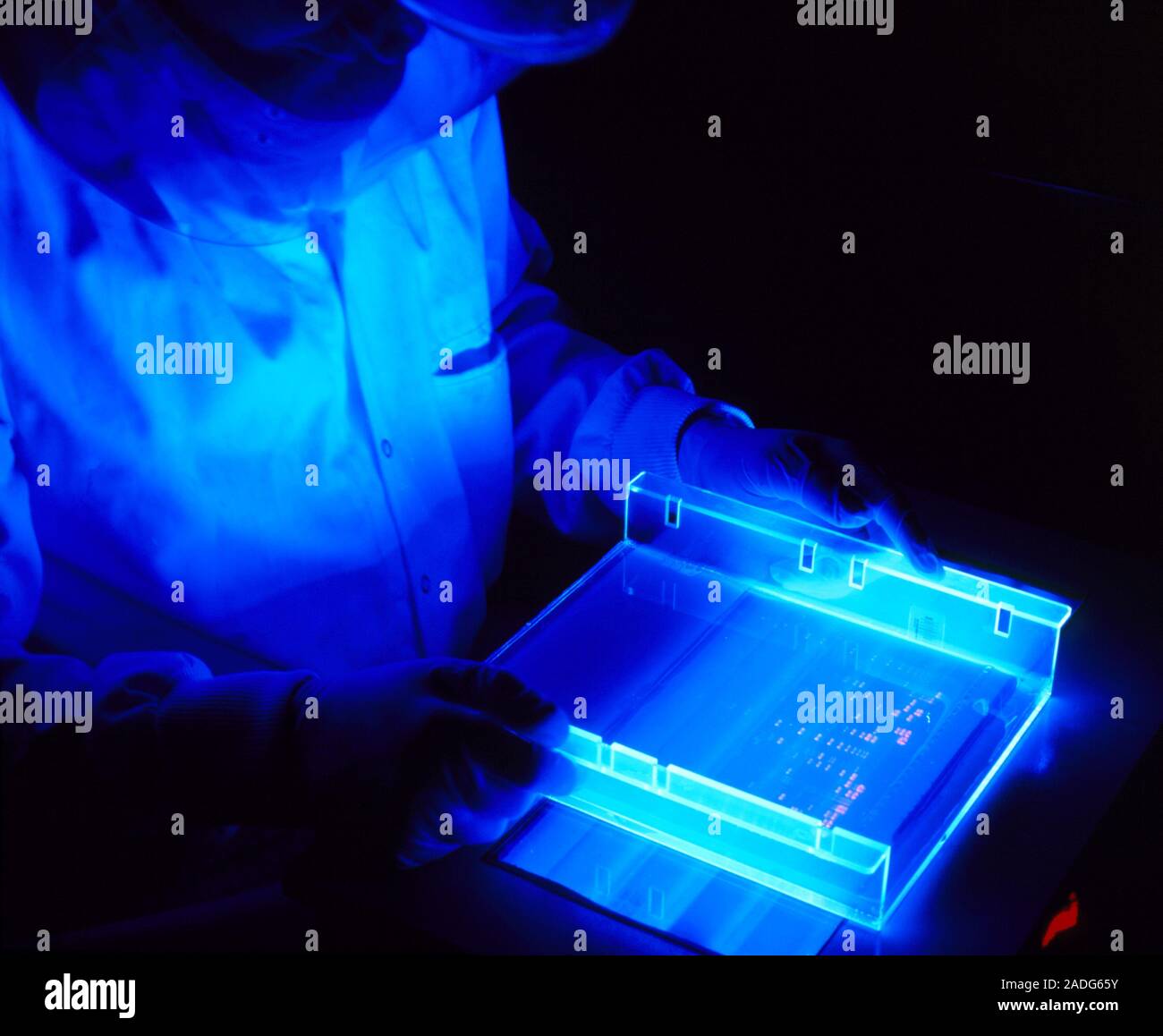 DNA gel analysis. Researcher examines an agarose gel containing DNA ...