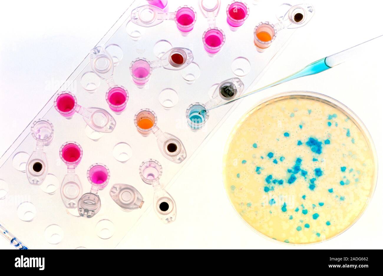 Gene cloning. Pipetting a solution containing a bacterial culture from ...