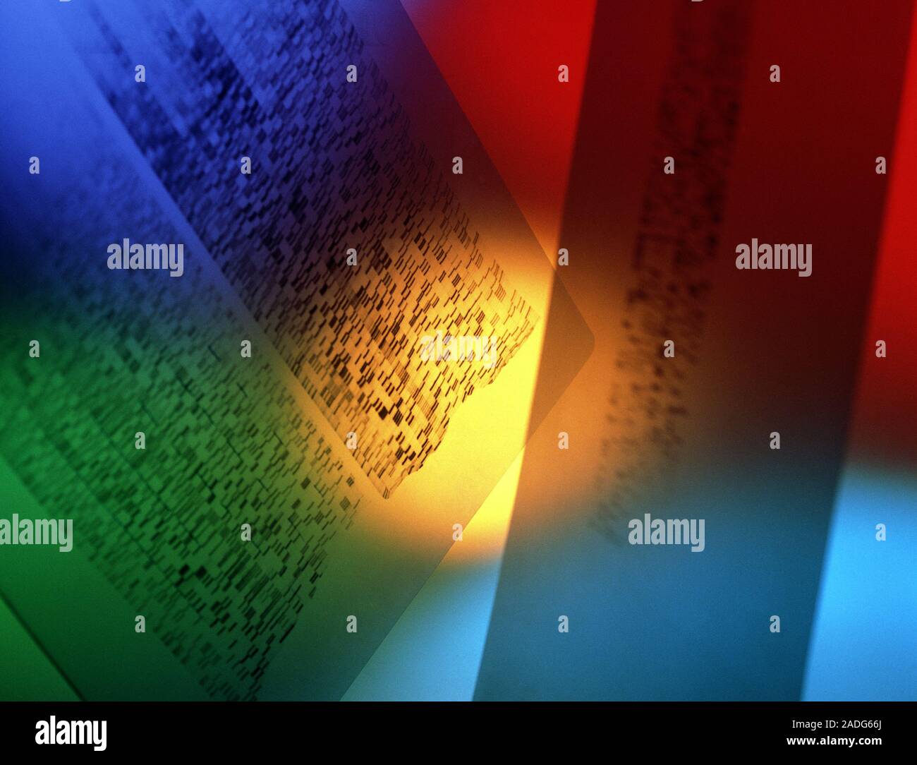 DNA fingerprints. Banding patterns on DNA sequenc- ing autoradiograms ...