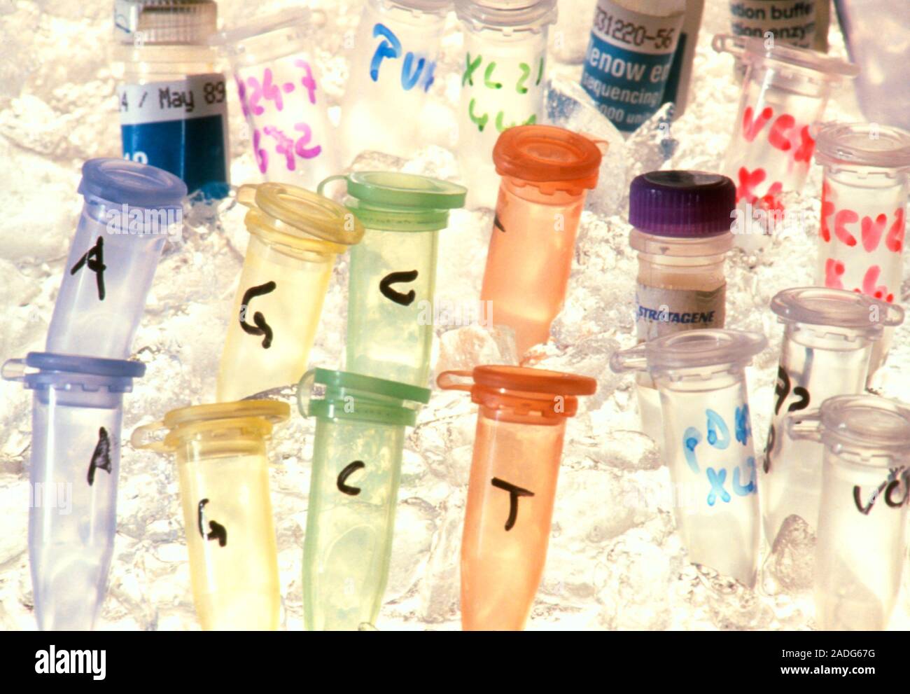 Genetic research. Coloured sample tubes containing nucleotide bases ...