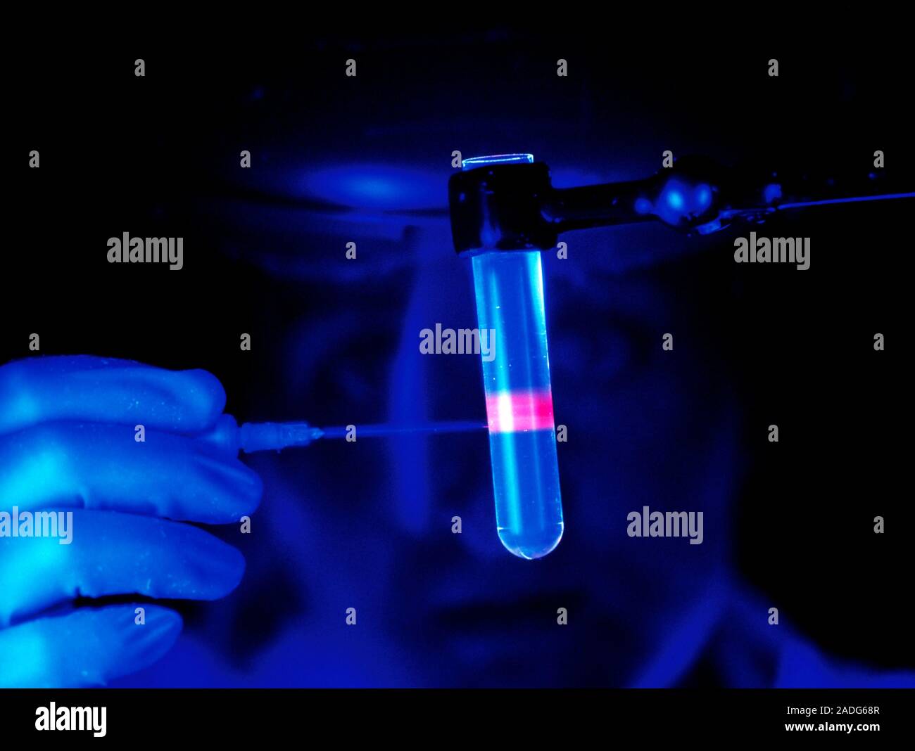 DNA research. Technician removing a DNA sample from a test tube using a ...