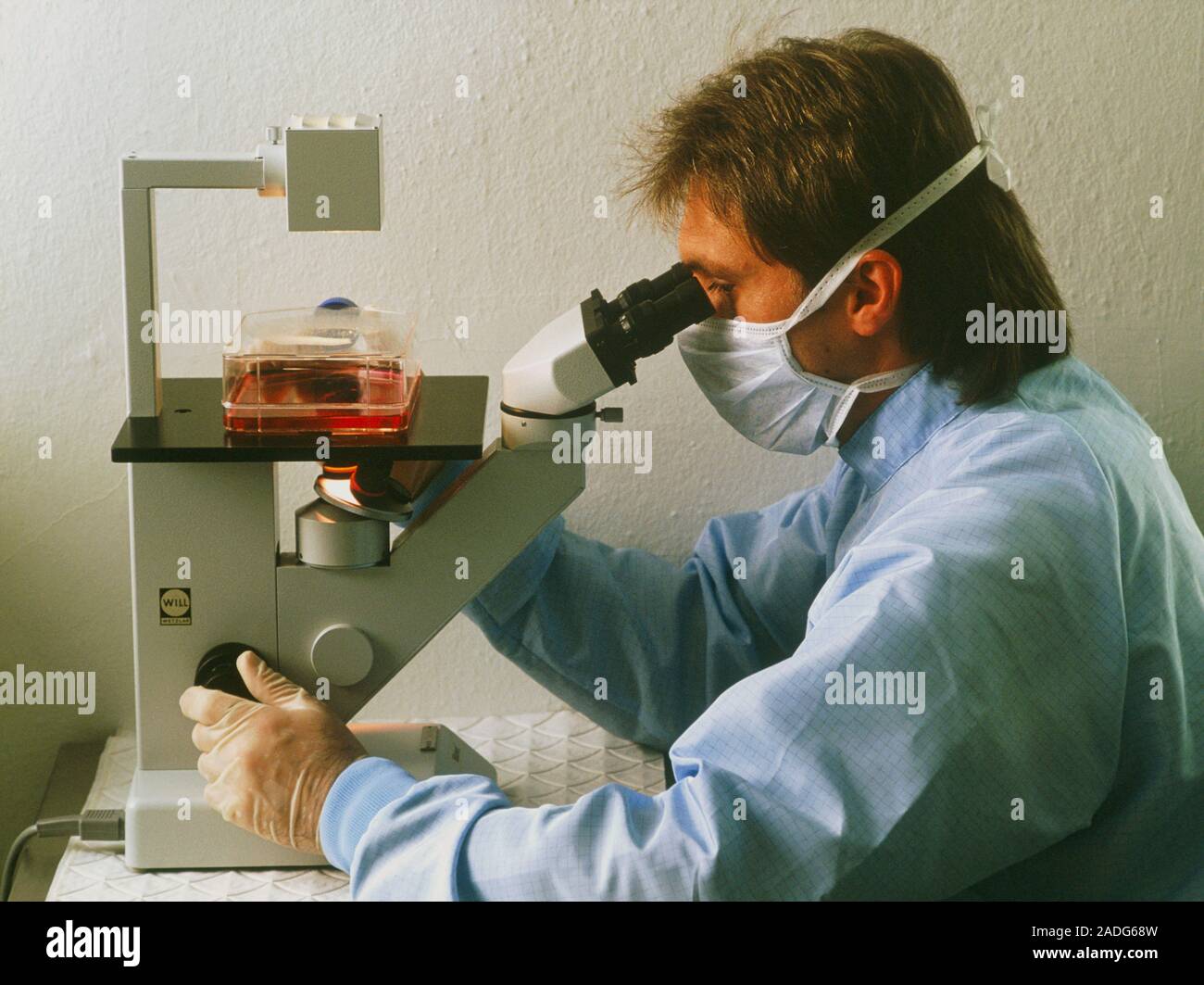 Genetic research. Researcher using a binocular microscope to view a ...