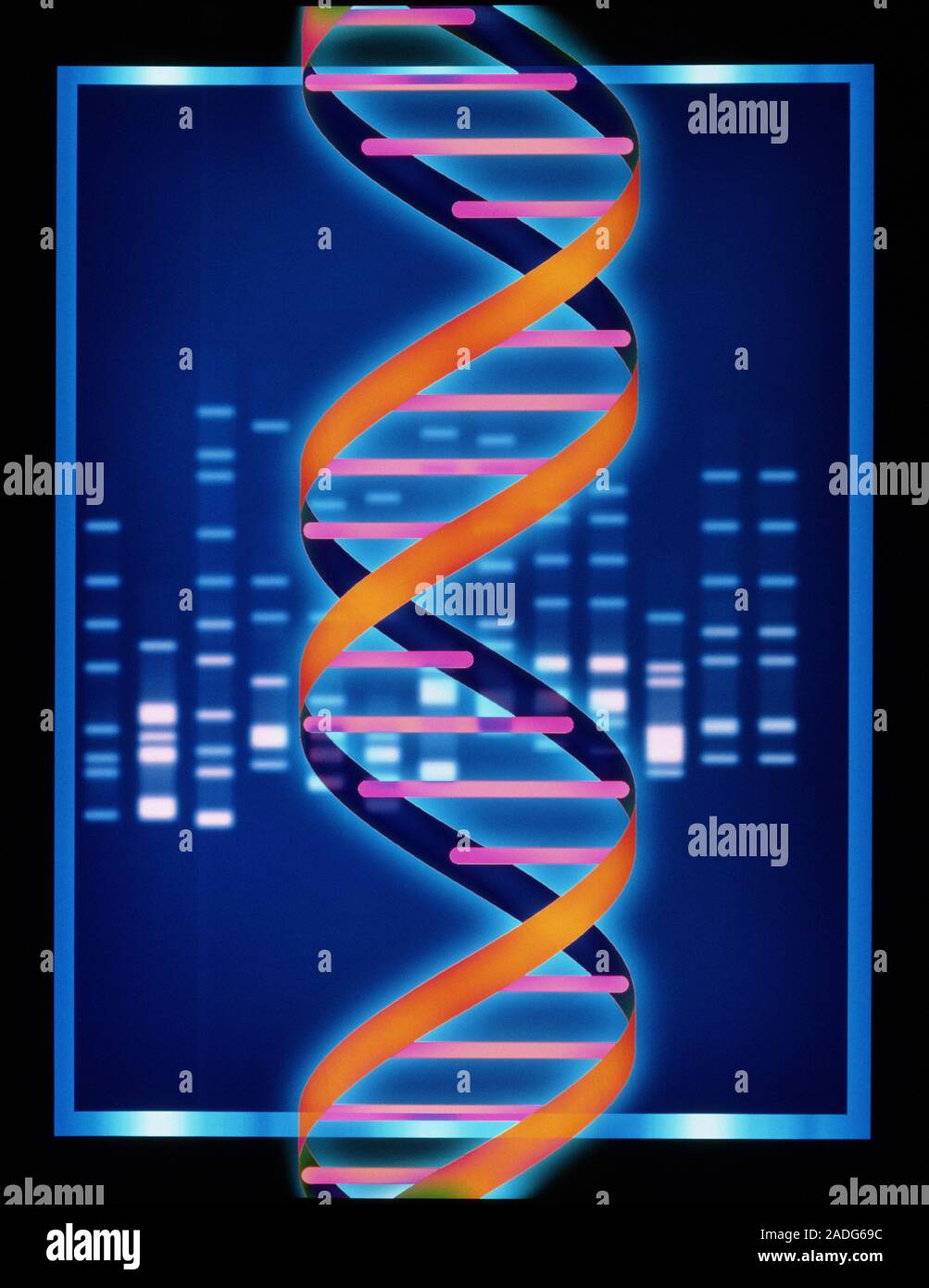 DNA and genetic code. Computer artwork of a section of beta DNA seen in ...
