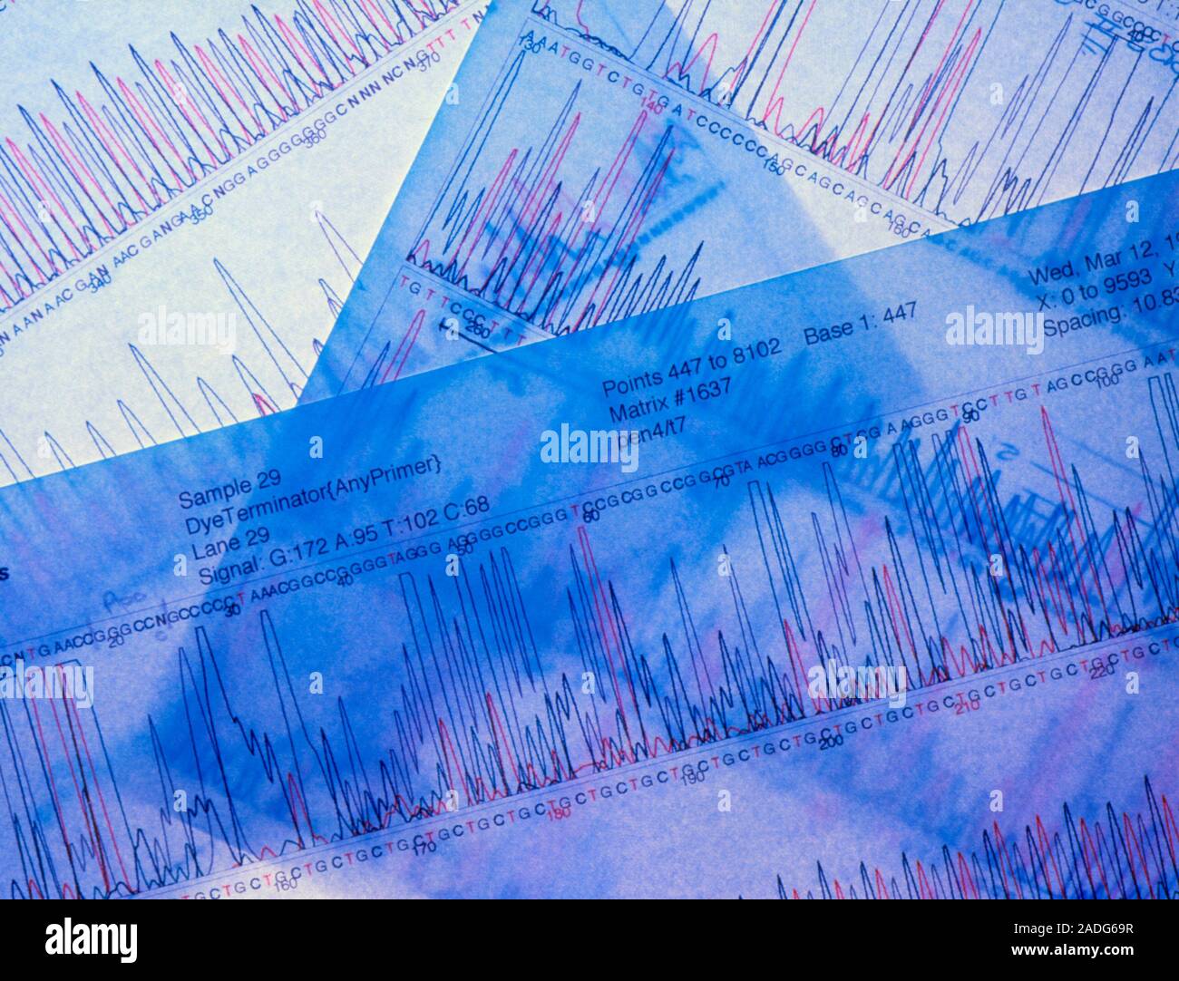 DNA sequencing. Computer print-out of the sequence of bases in a sample ...