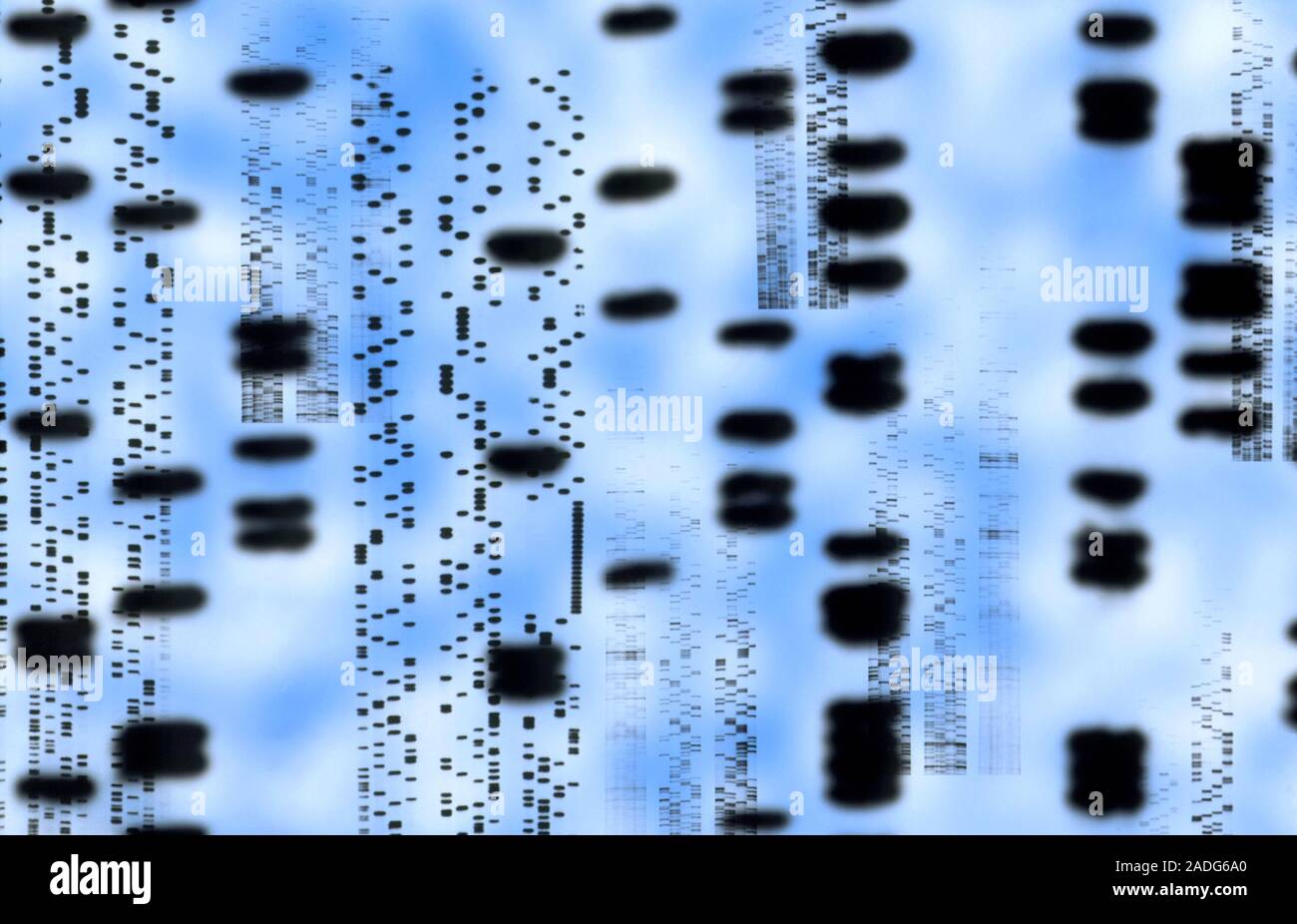 DNA sequences. Computer artwork of an autoradiogram of DNA ...