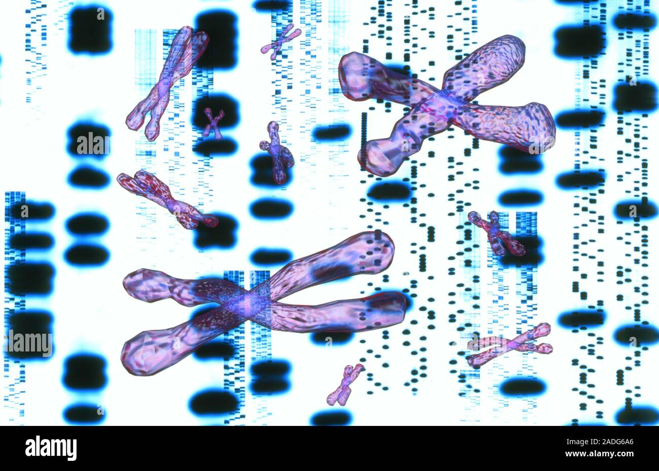 DNA sequences & chromosomes. Computer artwork of an autoradiogram of ...