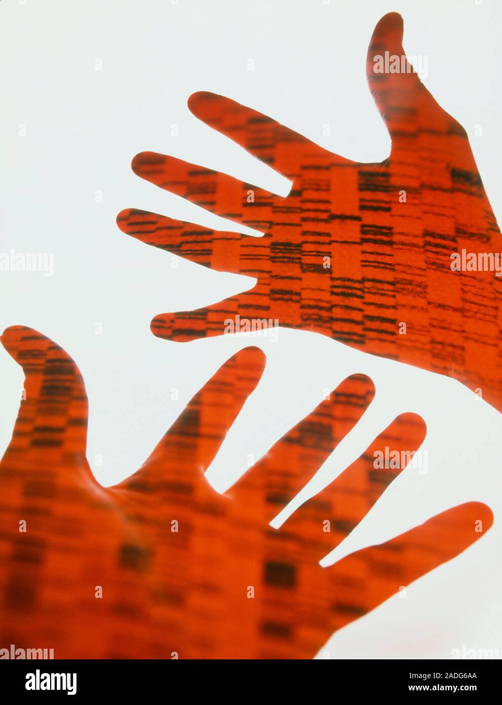 Genetic fingerprint. Conceptual image of banded DNA sequences or ...