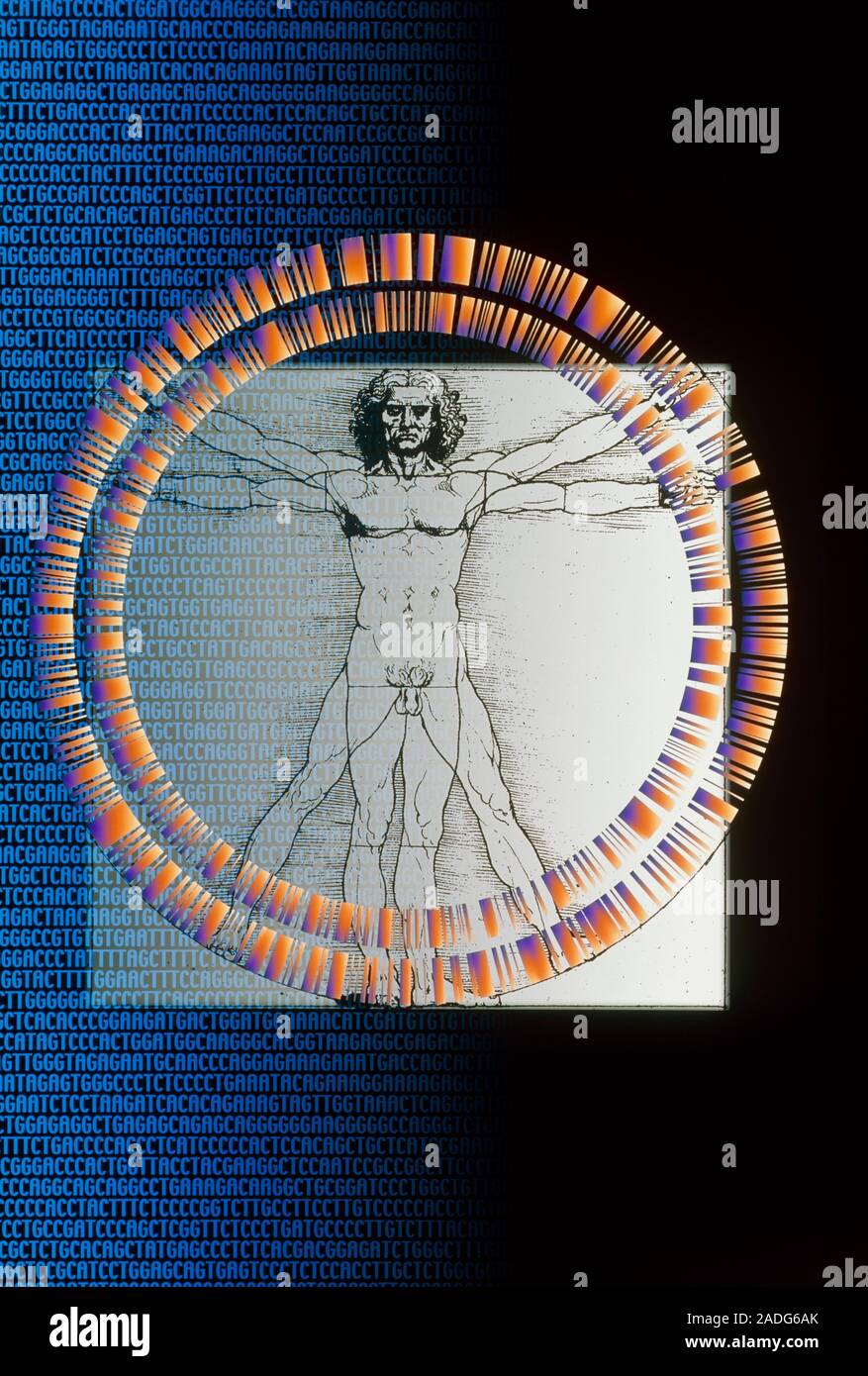 Human genome. Computer illustration representing the human genome ...
