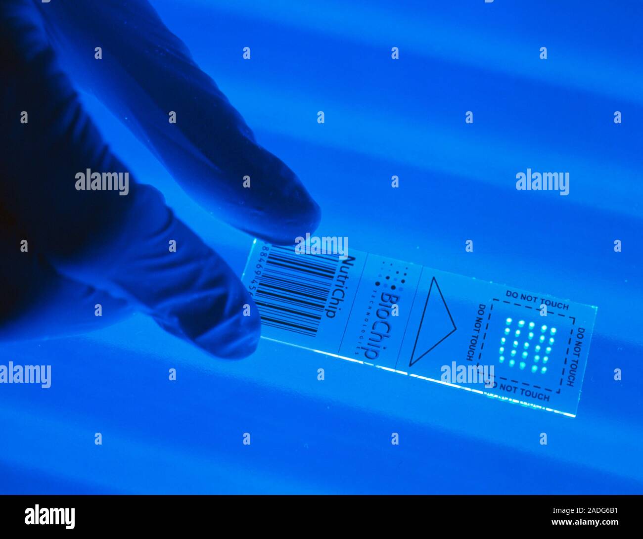 DNA NutriChip. Gloved hand holding a DNA NutriChip (a type of DNA ...