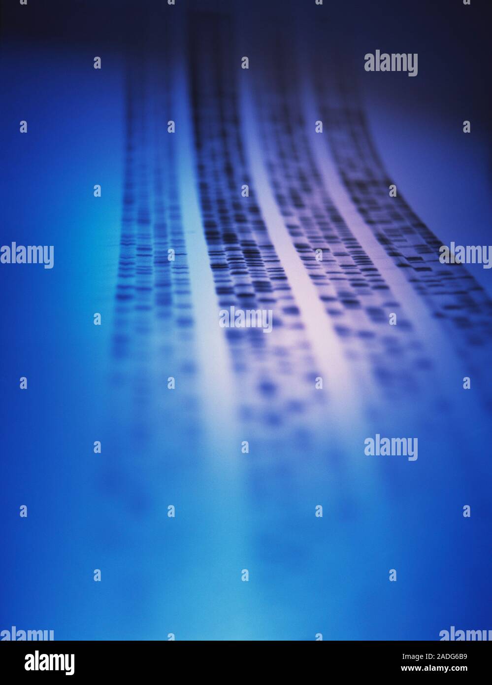 DNA fingerprint. View of an autoradiogram (X-ray) sheet showing DNA ...