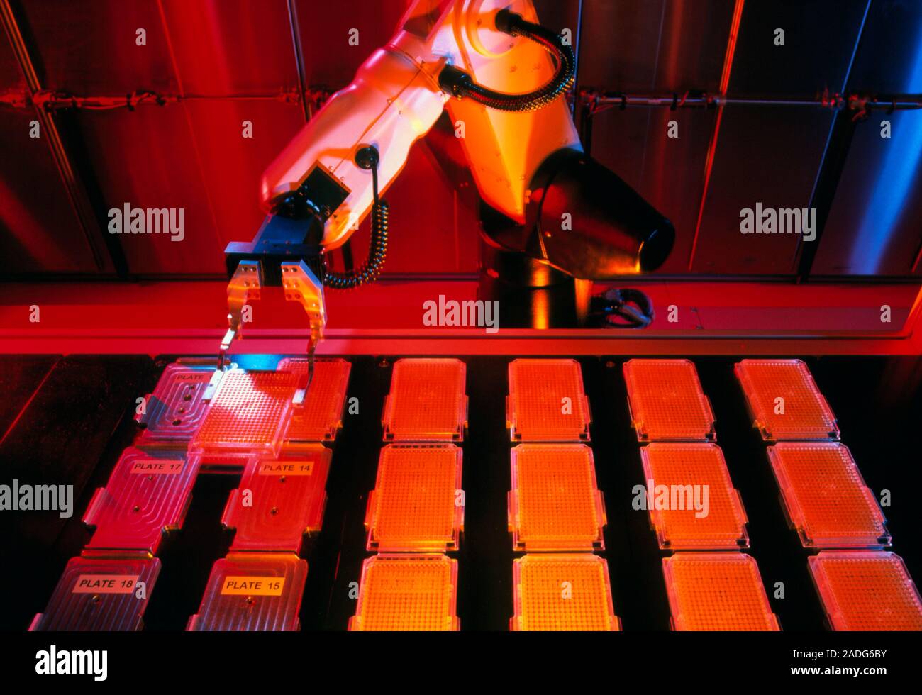 DNA cloning trays. Robot arm picking a tray of bacterial colonies which ...