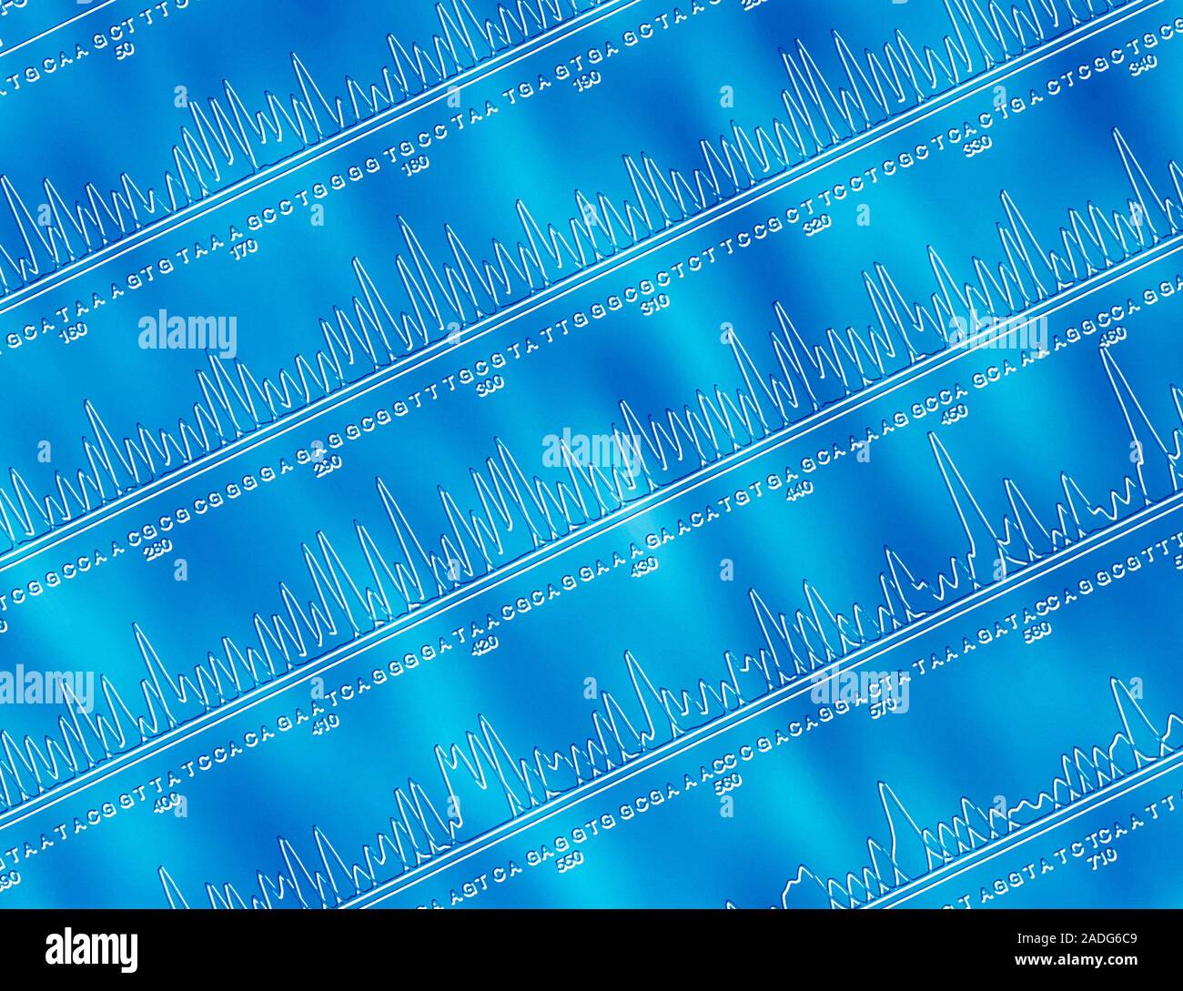 Genetic sequence. Computer illustration of a sequenced section of DNA ...