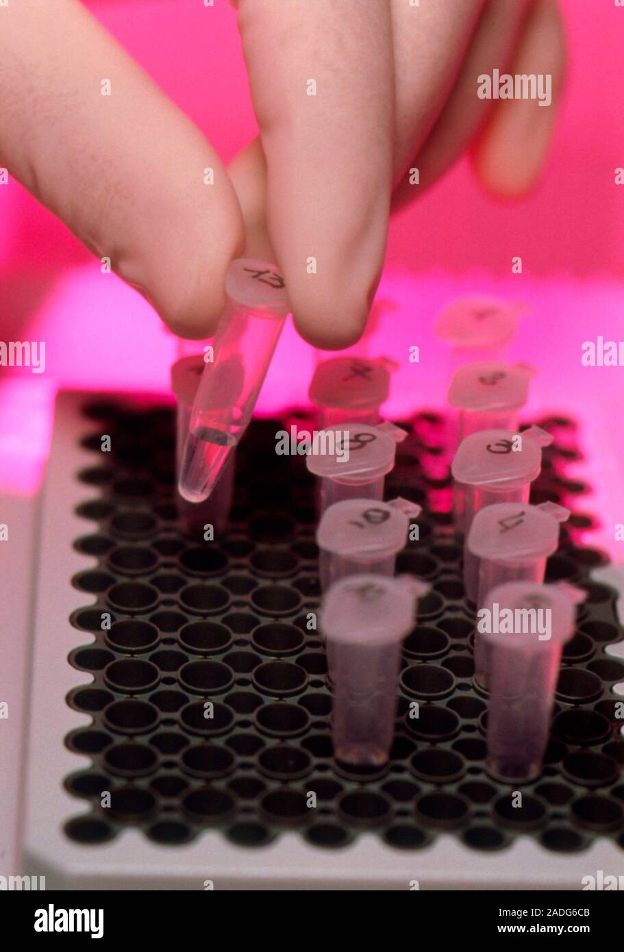 DNA research. Gloved hand placing a microtube containing a sample of ...