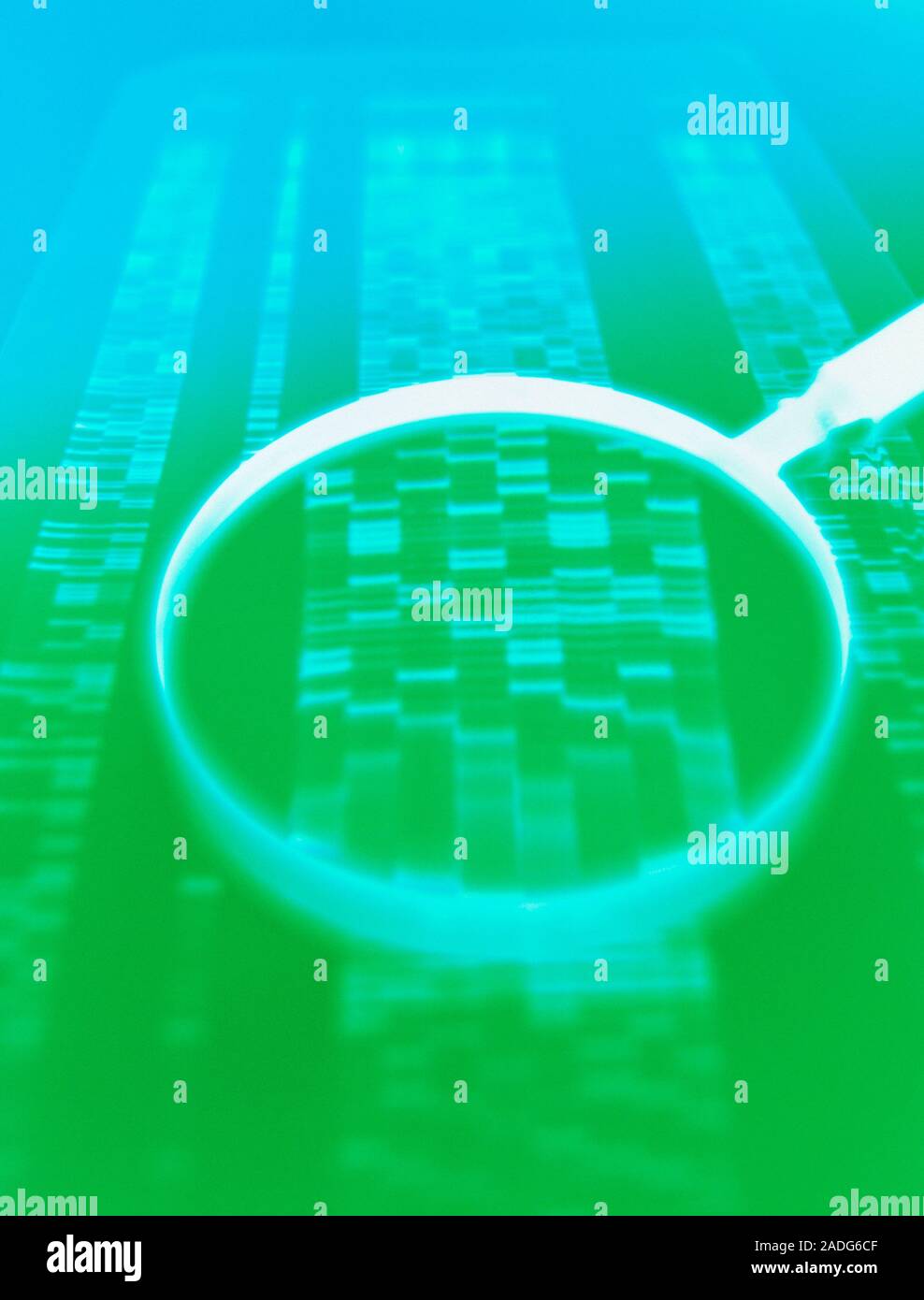 DNA sequencing. Magnifying glass over the banded DNA sequences or ...