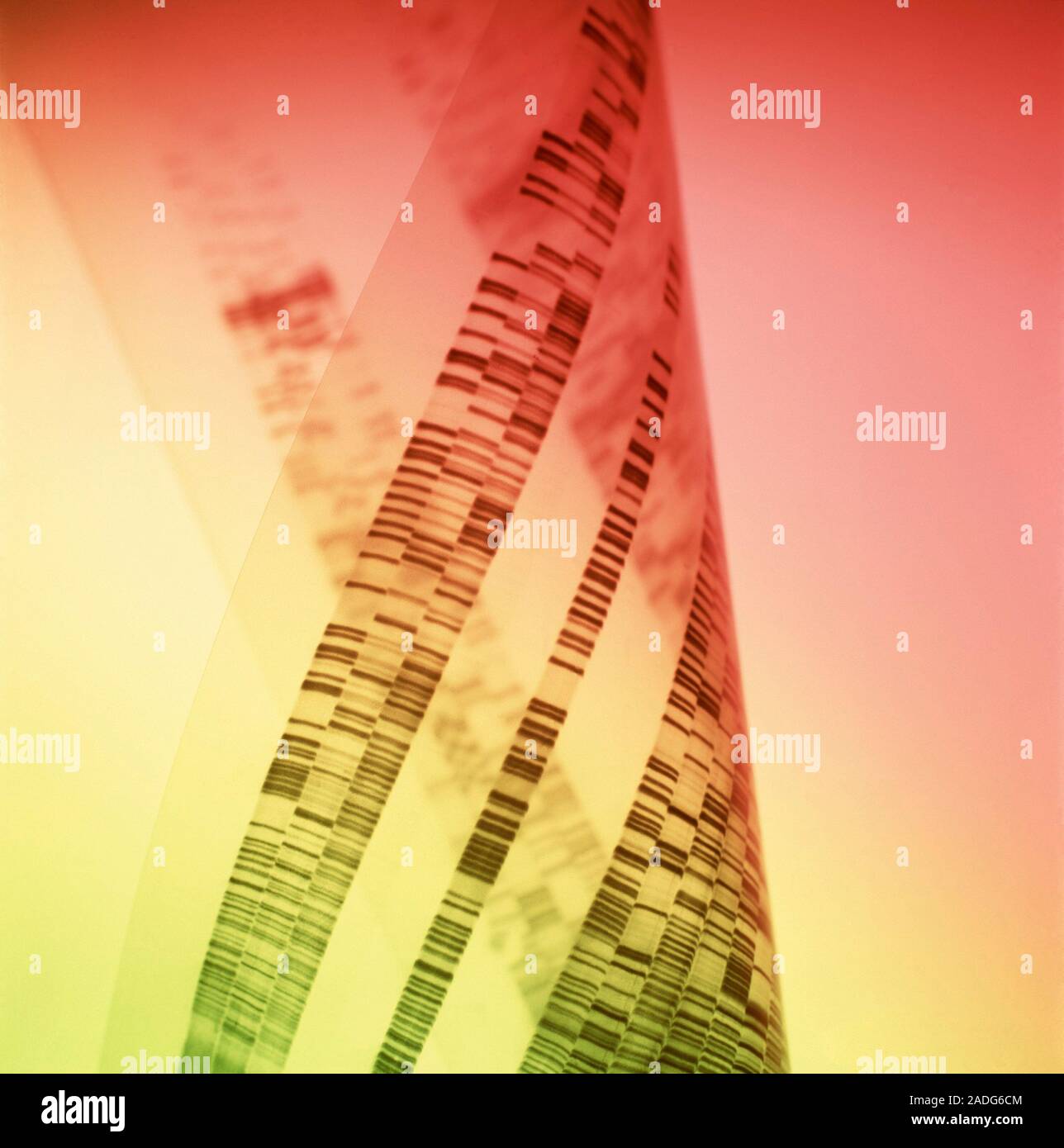 DNA sequencing. Banded DNA sequences or genetic fingerprints on an ...